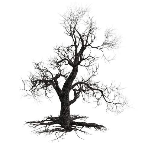 Tree Report, TGB Trees Consulting, Expert Tree Inspection bs5837